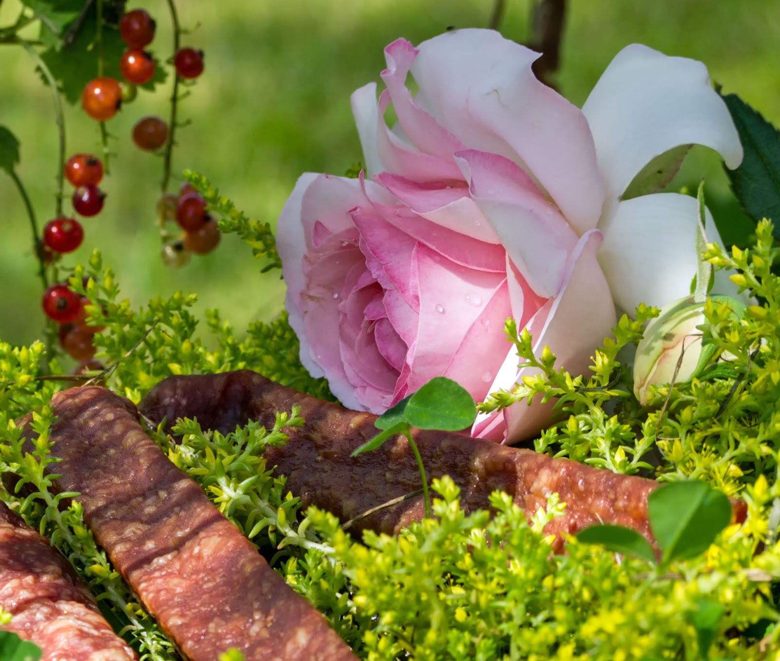 cipputiblog: I classici Landjäger, con la loro forma squadrata