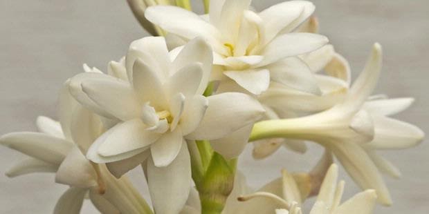 Dian Yang Tak Pernah Padam: BUNGA SEDAP MALAM DENGAN SEGALA KHASIATNYA