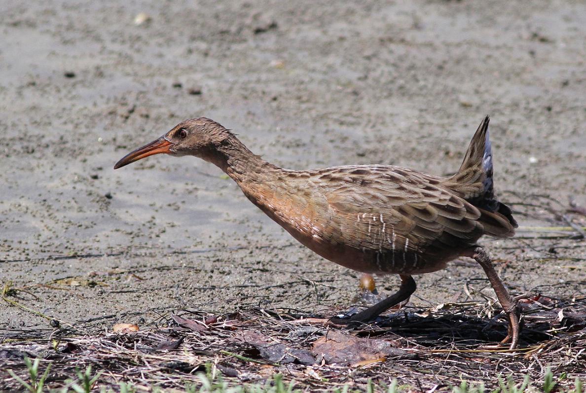 Jo's Morning Walk: Ridgway's (formally California Clapper) Rail