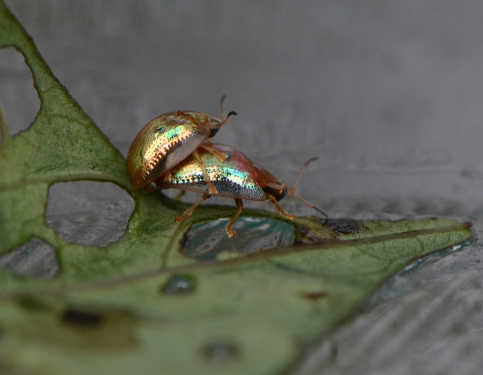 Ohio Birds and Biodiversity: Two very cool beetles