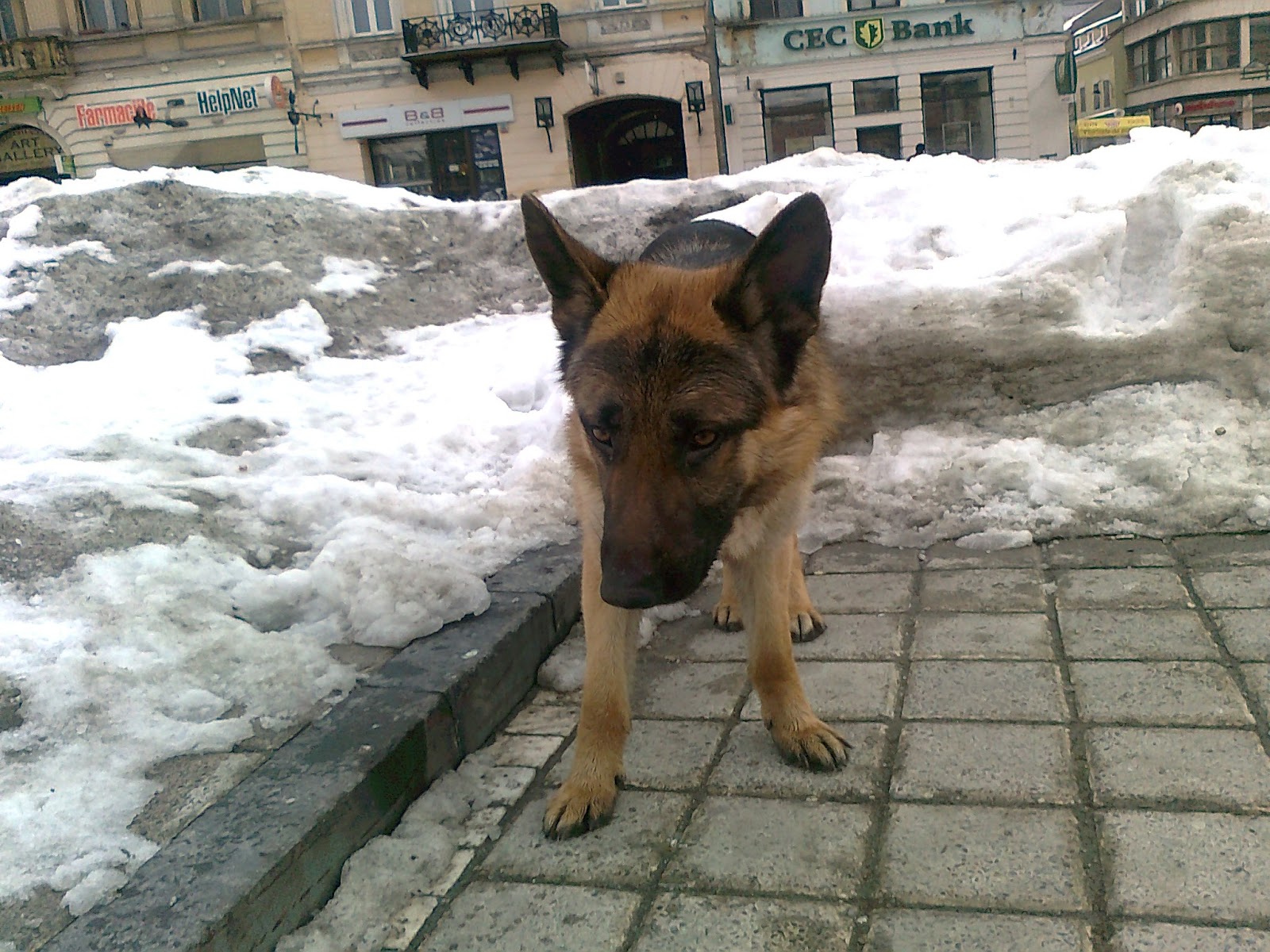 Brasovul lor: Gasit / vazut caine ciobanesc german / lup [zgarda alb cu ...