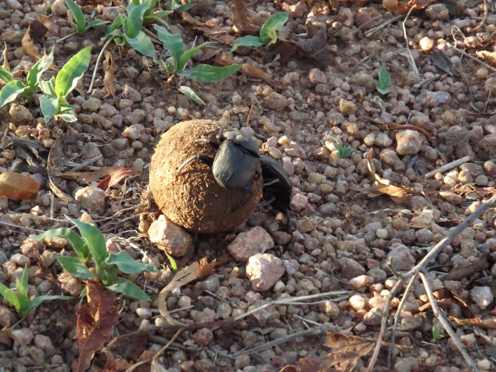A Pretty Tourist: Sediba Kwele