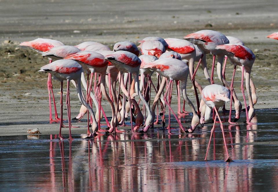 Biodiversity of Cyprus by NGO Protection of the Natural Heritage and ...