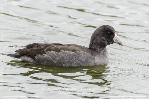 Prairie Nature: Three stages of American Coots in Regina Saskatchewan