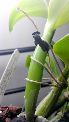 Maria's Orchids: My Orchid Care: On Watering my Orchids