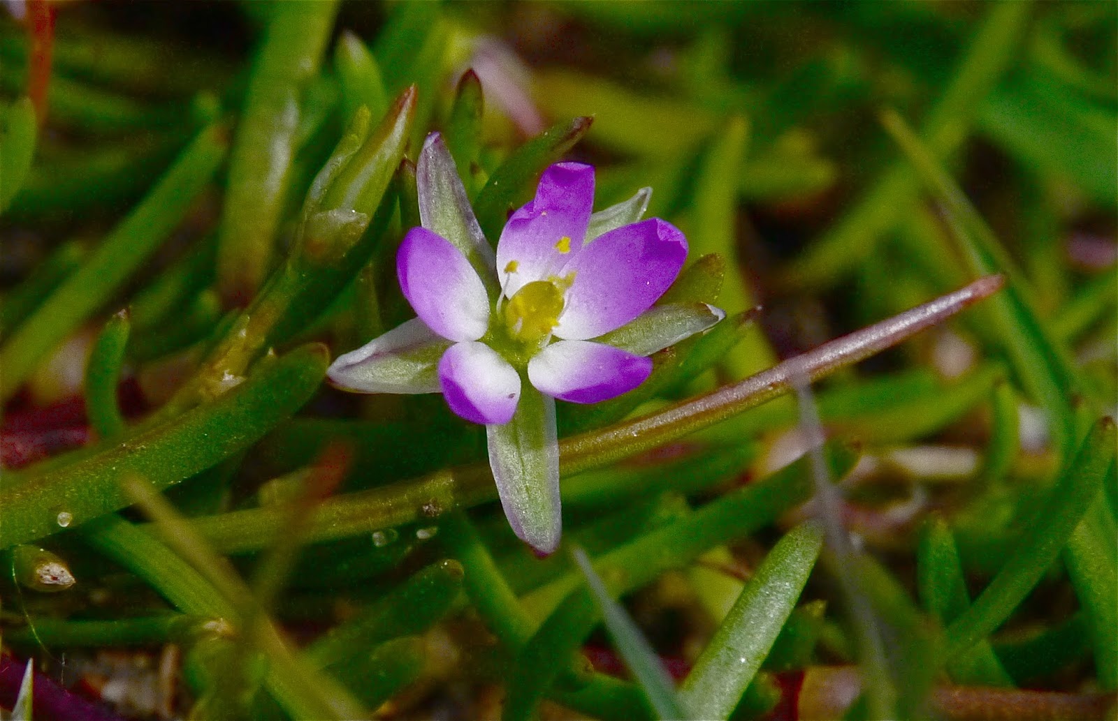 Northwest Norfolk Naturalists: Hop Trefoil and Lesser Sea Spurrey