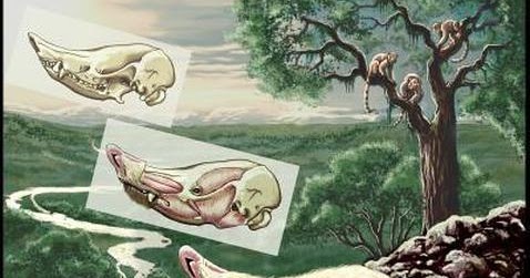 TIERRA DE DINOSAURIOS: Paleontólogos identifican al extraño mamífero ...