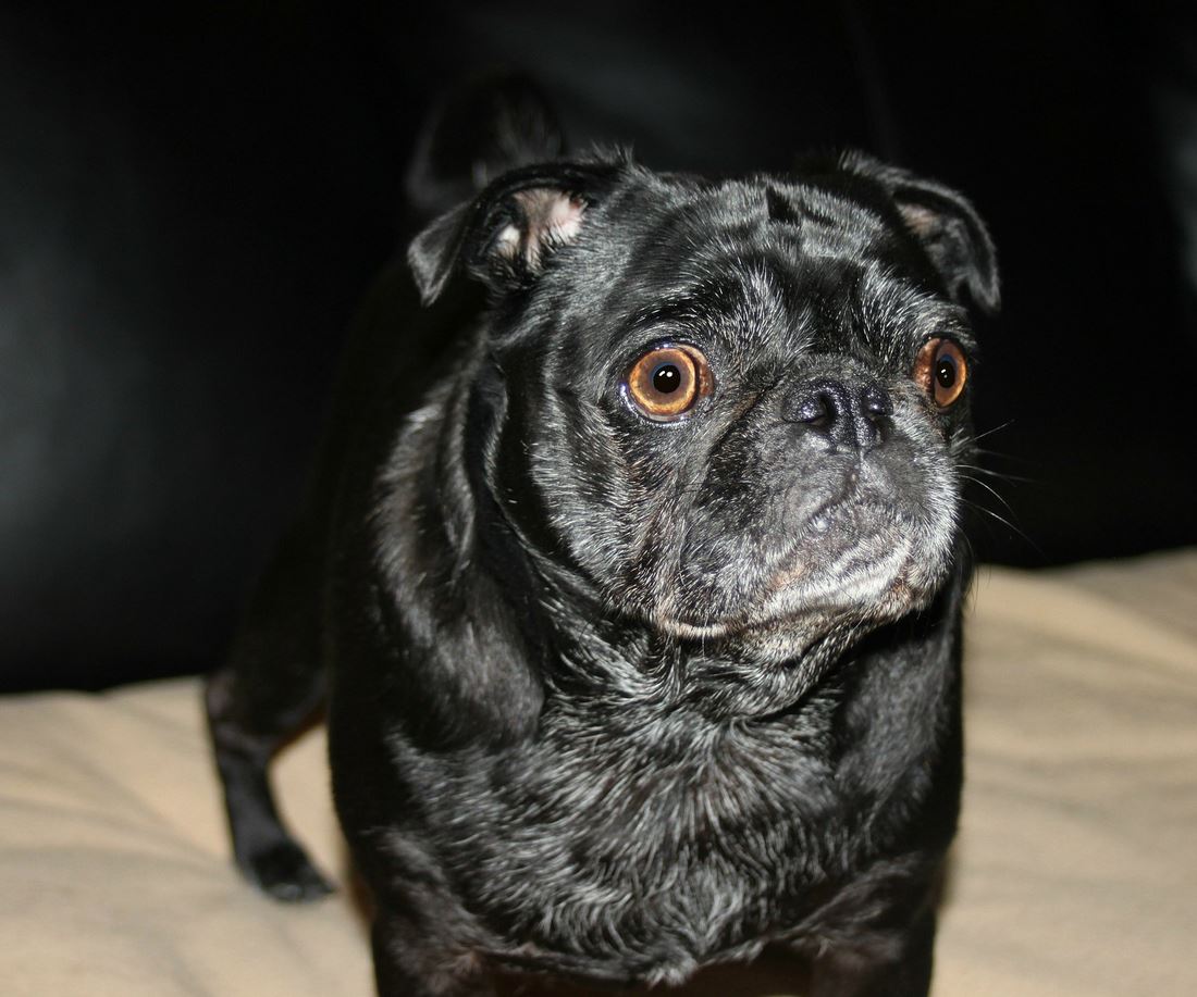 Kuvablogi: Musta mopsi