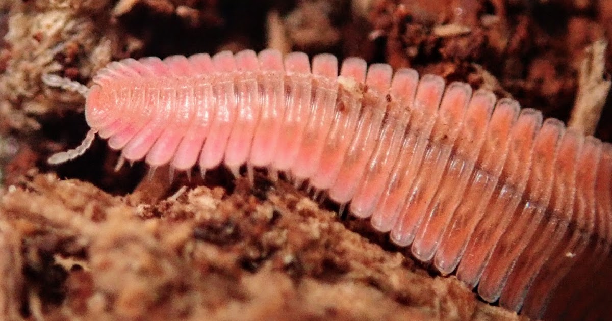 Springfield Plateau: Pink Millipede