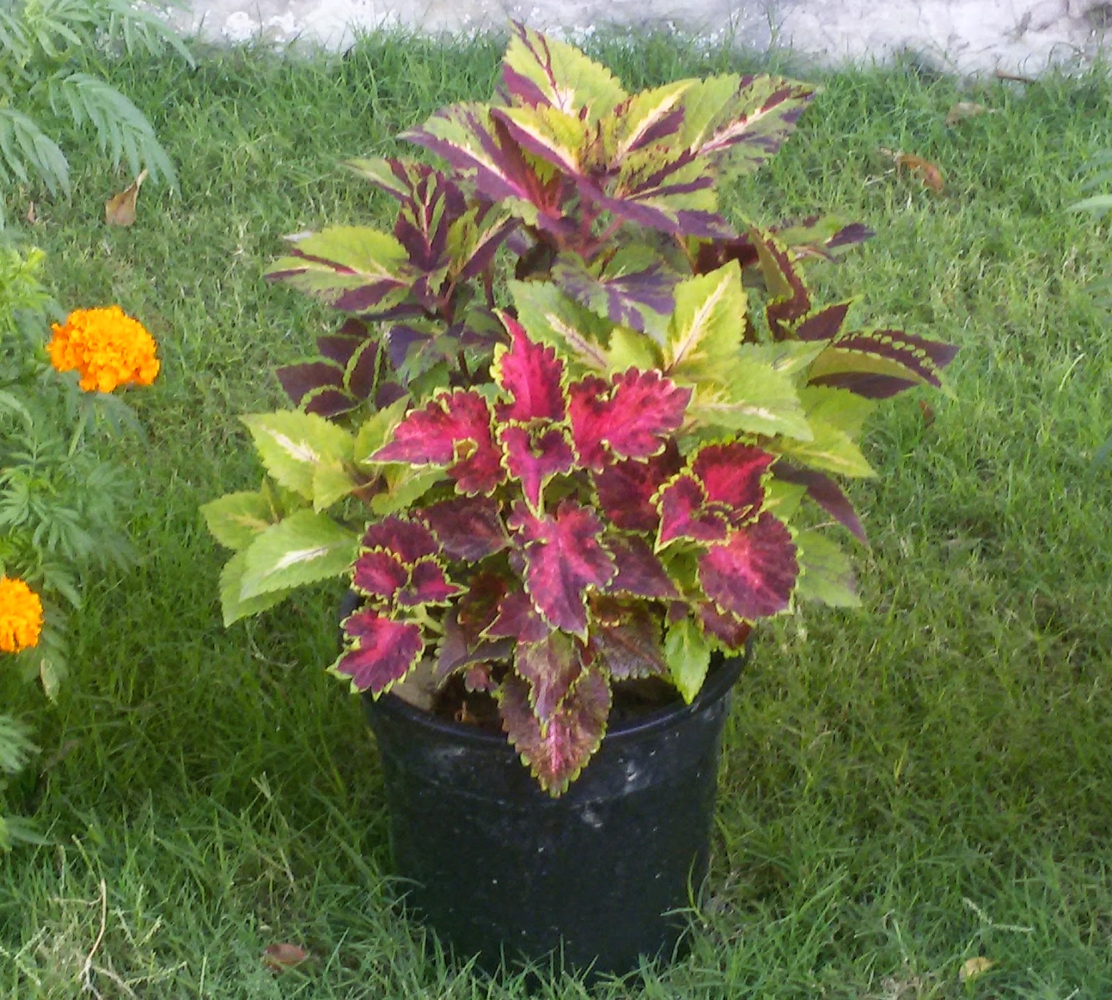 An Indian Gardener's Diary: Coleus - A Perfect Eye Candy