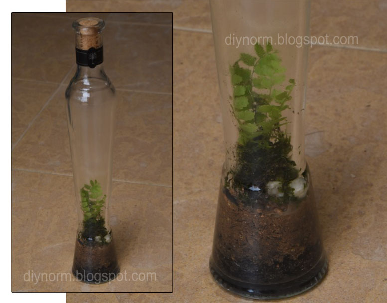 DIY NORM: Terrariums: How to plant inside closed wine bottle in ...