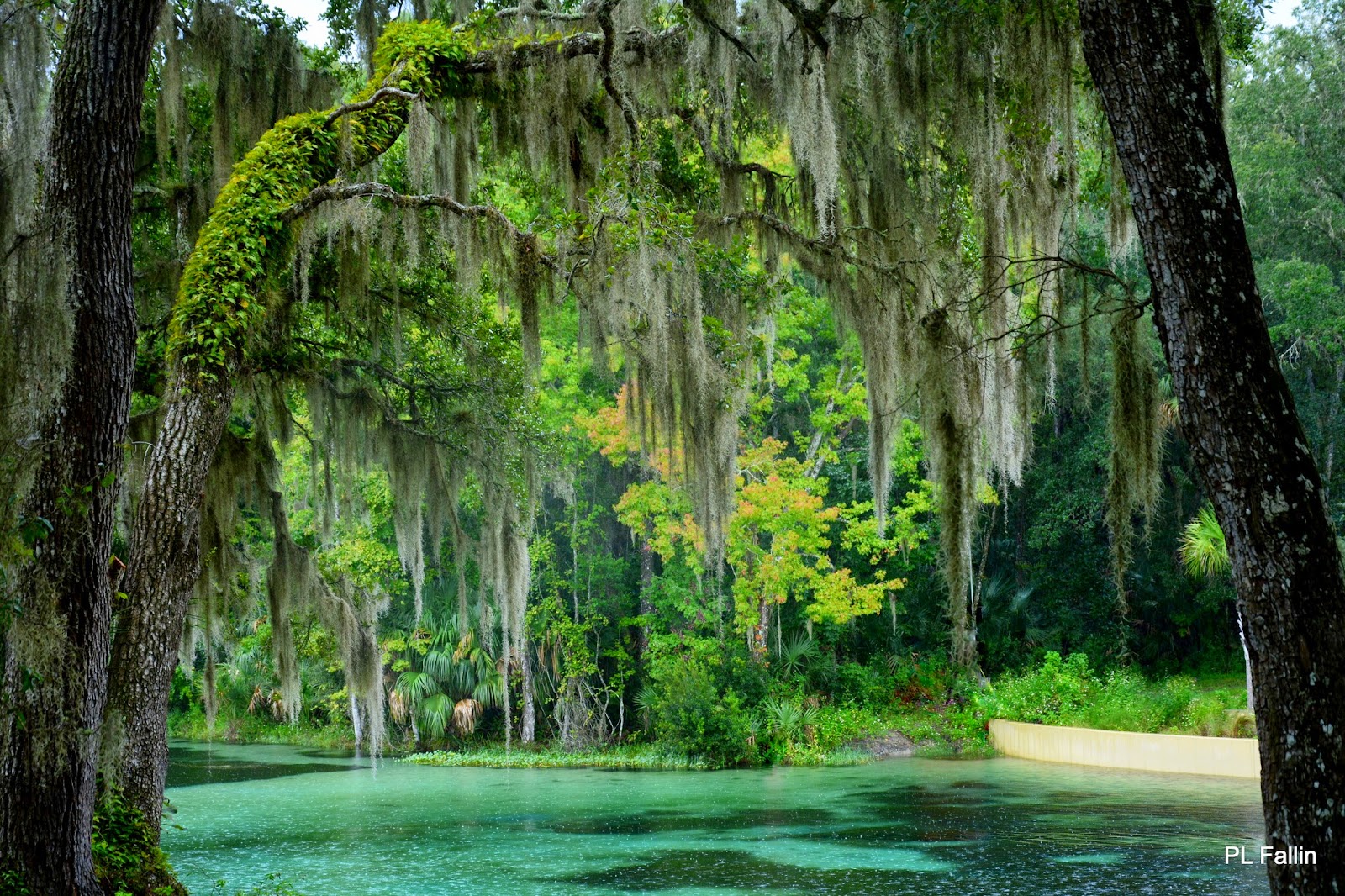 PL Fallin Photography: Salt Water Springs "Into Each Life Some Rain ...