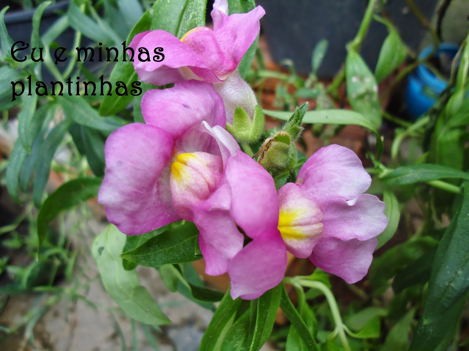 Eu e minhas plantinhas: Semeadura de cravo e flores do boca de leão.