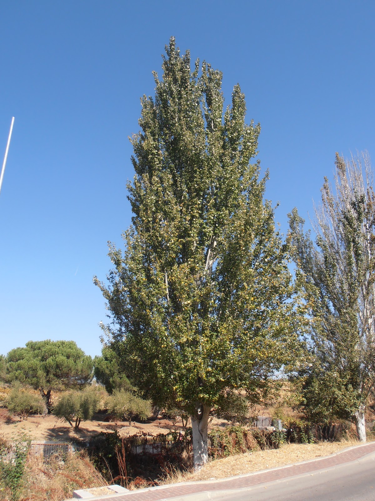Entre plantas y bichos: Populus alba (Alamo blanco, chopo blanco)
