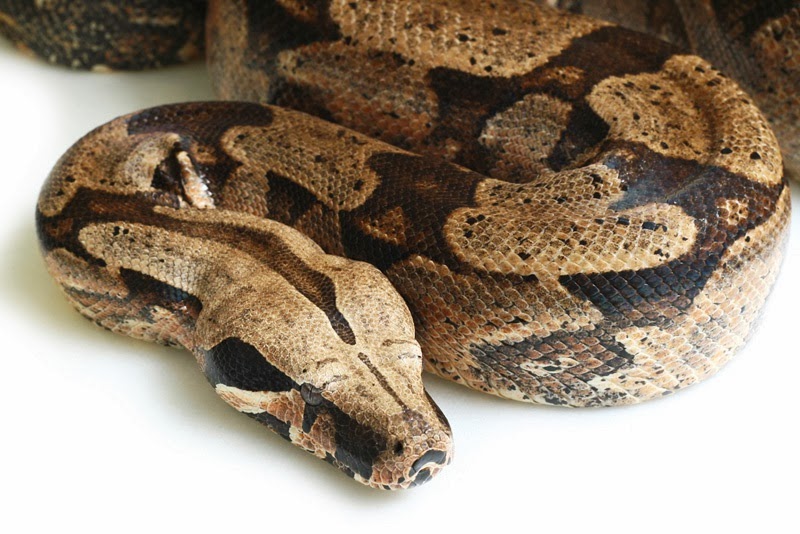 ANIMAL: La Boa Constrictor