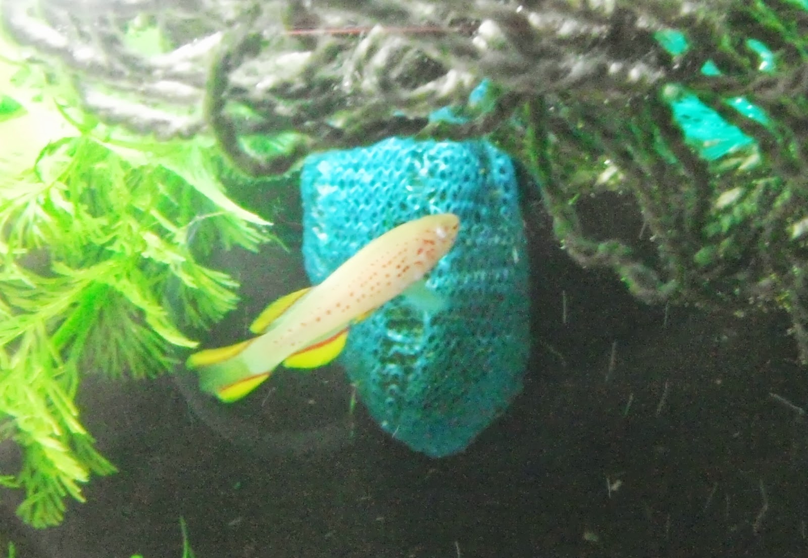 stormidae: a different kind of fundi: albino blue lyretail