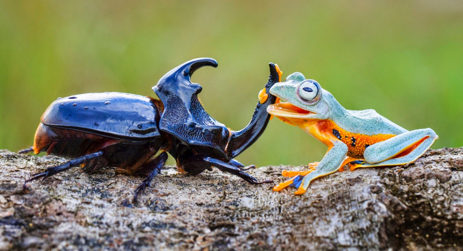 The Cowboy Frog - Berbagai Tips