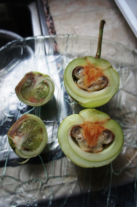 OUR PHILIPPINE TREES: The U.P. Katmon Revisited