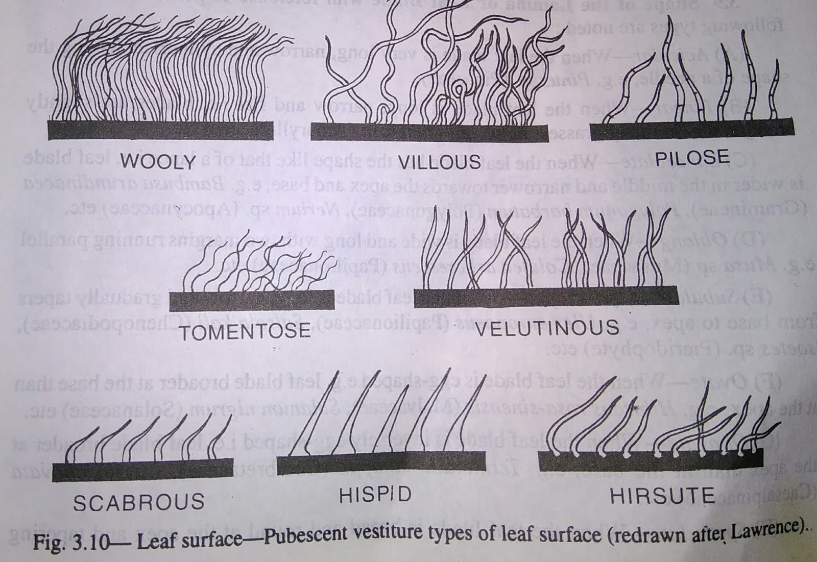 Leaf:types of leaf base, leaf margins, covering or vestiture of leaf ...