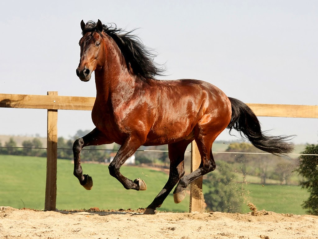 Do Berço até ao Túmulo: CABALLO TÓTEM