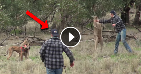 Man Who Punched A Large Kangaroo To Save His Hunting Dog Could Have ...