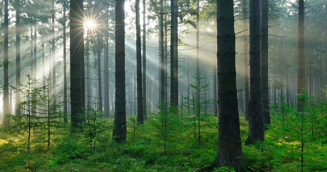 BOTA BUJQËSORE : PYLLTARIA NE KTHINAT E ERRETA TE POLITKES SHQIPTARE
