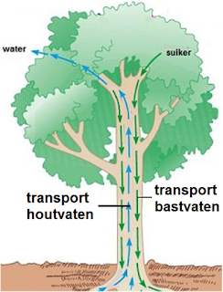 Natuurdagboek: Boom (2): een bijzonder organisme