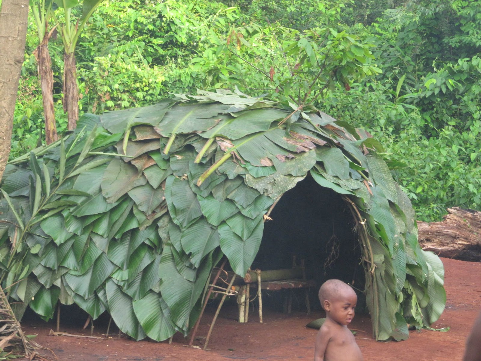 AGRICULTURE BIO AU CAMEROUN: HABITAT DES PYGMEES ITINERANTS