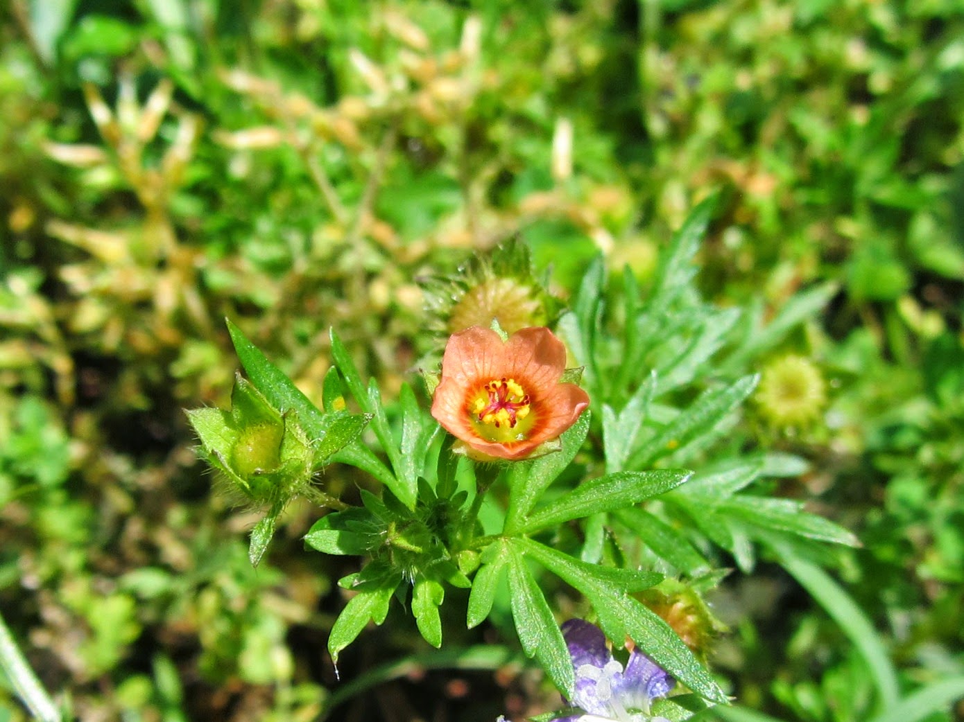 Using Georgia Native Plants: May 2014