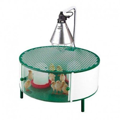 Cómo criar pollos: Criadoras