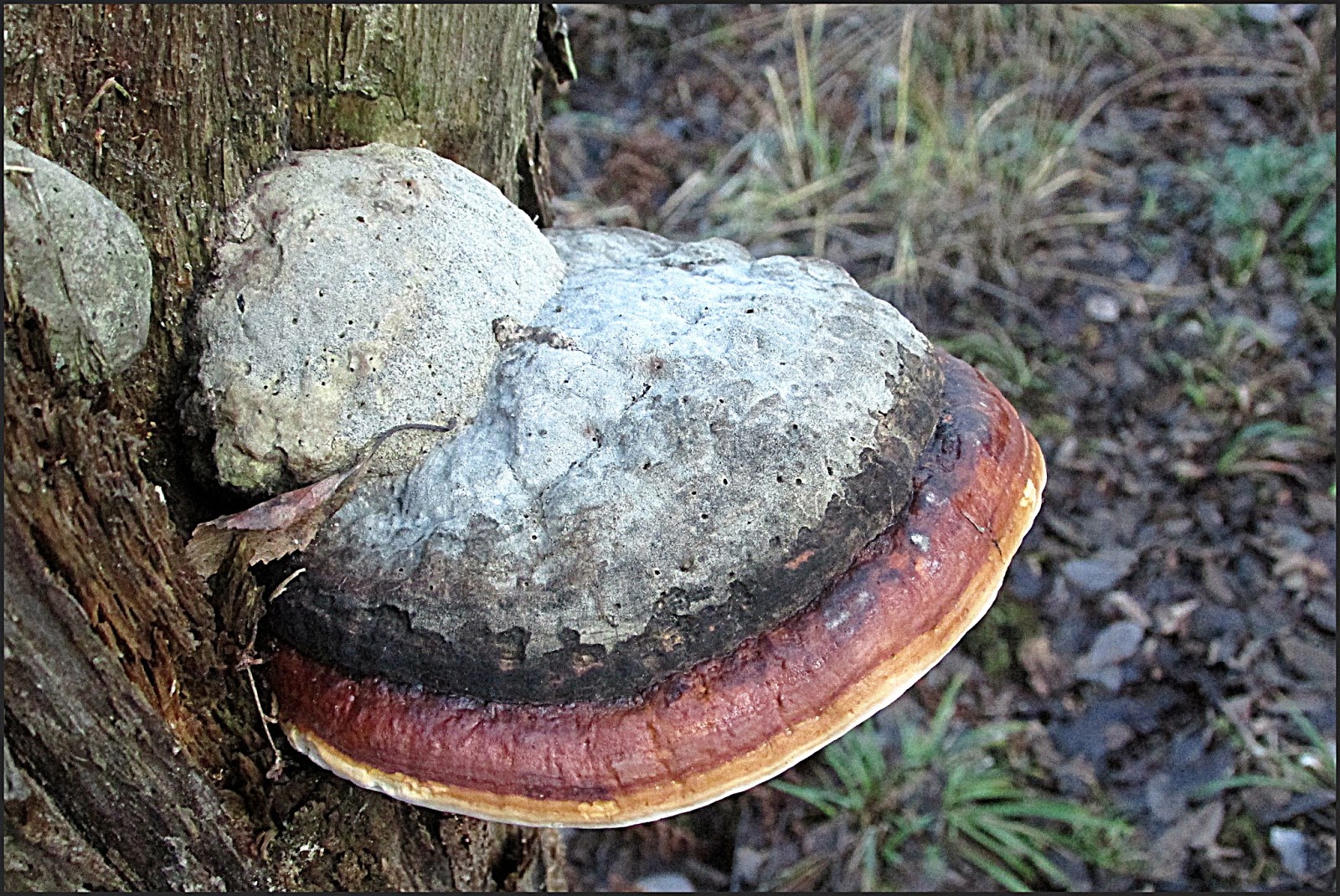 Kahelinkulma: Kääpä