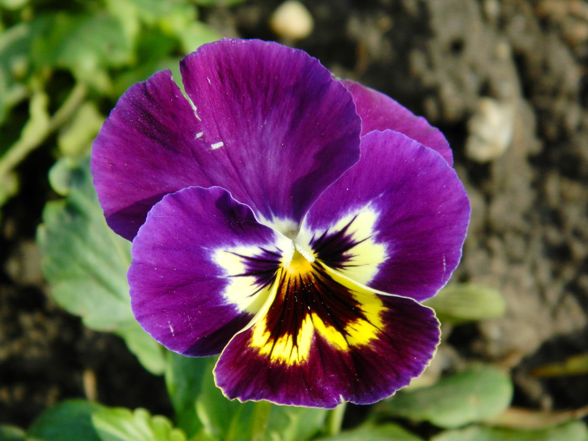 LA MULTI ANI, ROMANIA!: Panselute