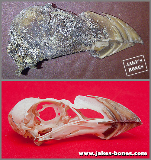 My brilliant new clever invention for cleaning bones : Jake's Bones