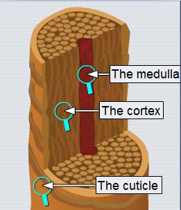 NaturalHairTakeover: The Structure Of Hair