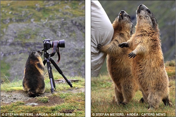 The animal zone: Snap happy! The moment adorable marmot got behind the ...