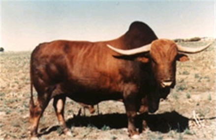 S T R A V A G A N Z A: HISTÓRIA DA RAÇA AFRICÂNDER