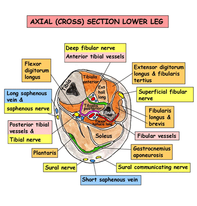 موقع الدكتور أحمد كلحى: صور تشريح - Anatomy : Organs of the Lower Limb ...