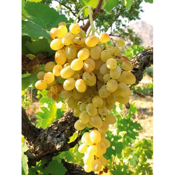 Fringe Wine: Inzolia/Ansonica - Sicily and Isola del Giglio, Tuscany, Italy