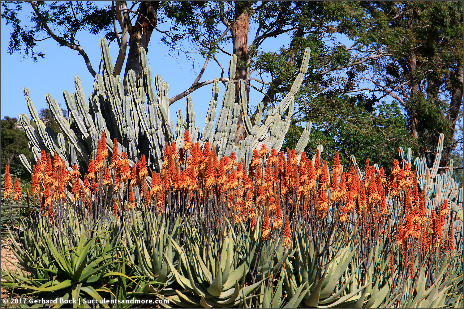 Aloe wonderland at Jurupa Mountains Discovery Center in Southern California