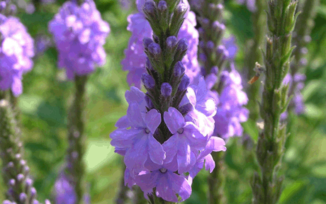 ΒΕΡΒΕΝΗ σταυροβότανο ιεροβότανο - Verbena Officinalis | ΒΟΤΑΝΟΘΕΡΑΠΕΙΑ ...