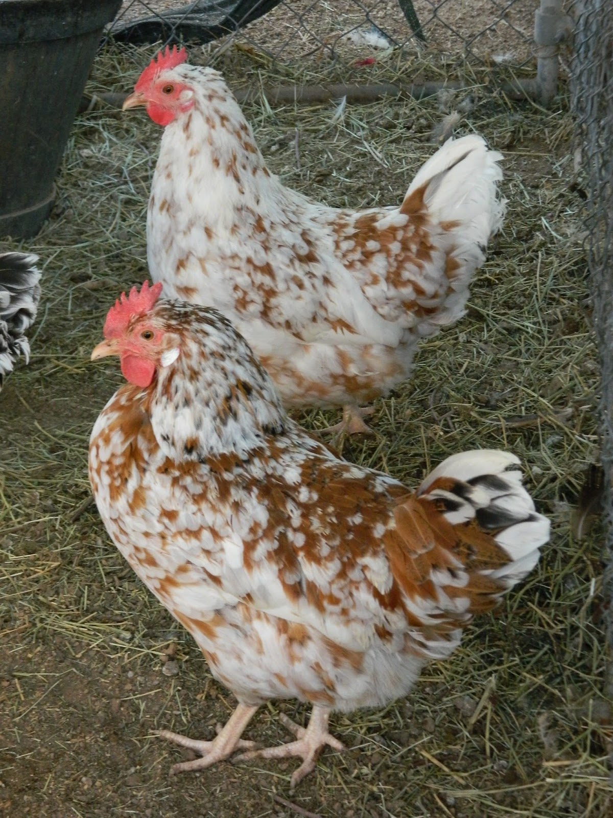 Aloha Chickens: Bielefelder Alohas?