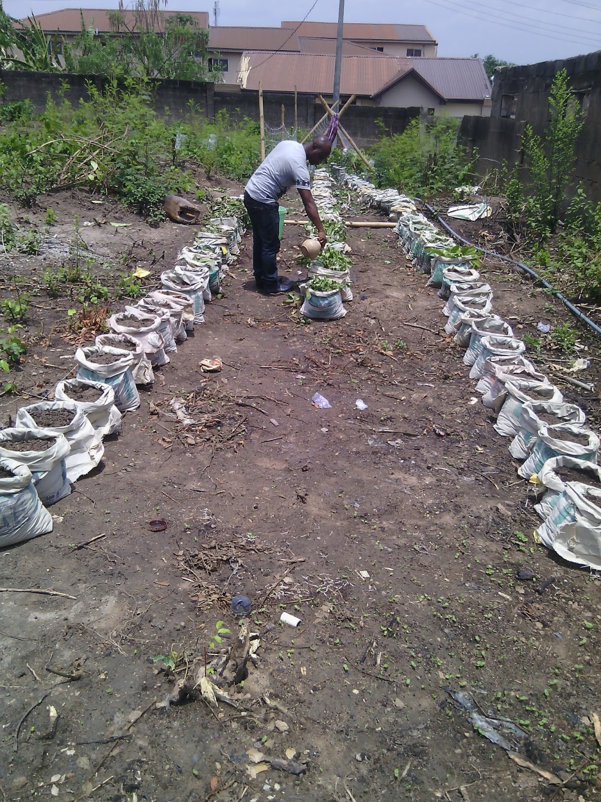 My Cucumber Vertical Sack Farm