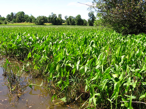 Spae Wyfe: Cold Harvest; Wapato