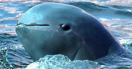Some amazing facts about Porpoises for kids - Awesome science facts for ...