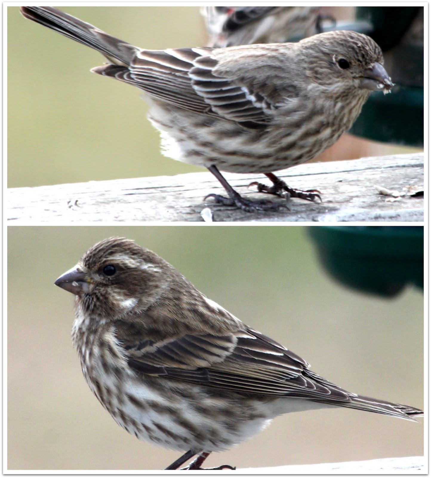 JBigg's Life in Kentucky