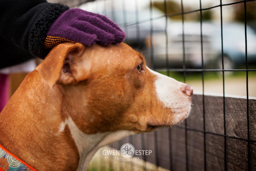 Gwen Estep Photography: Chilly Dogs