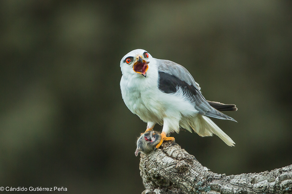 ELANIO AZUL - Elanus Caeruleus | Observatorio de la Naturaleza