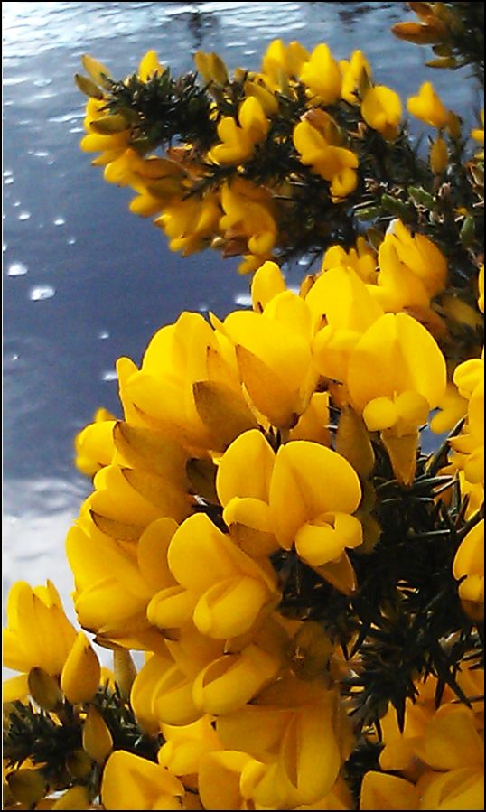 Islay Natural History Trust: Whin