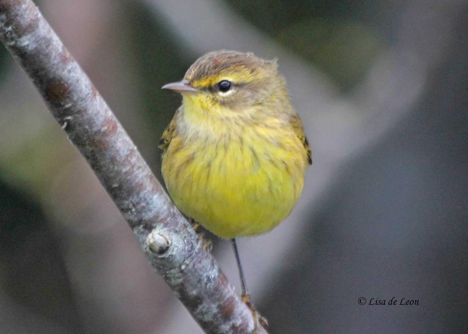 Birding with Lisa de Leon: Palm Warbler - Eastern and Western
