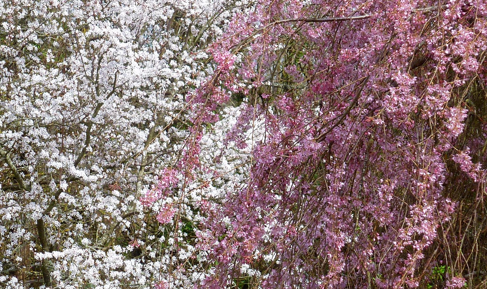 Living the life in Saint-Aignan: Spring springing